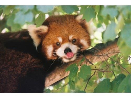 גן החיות התנ"כי, ירושלים | Weekend